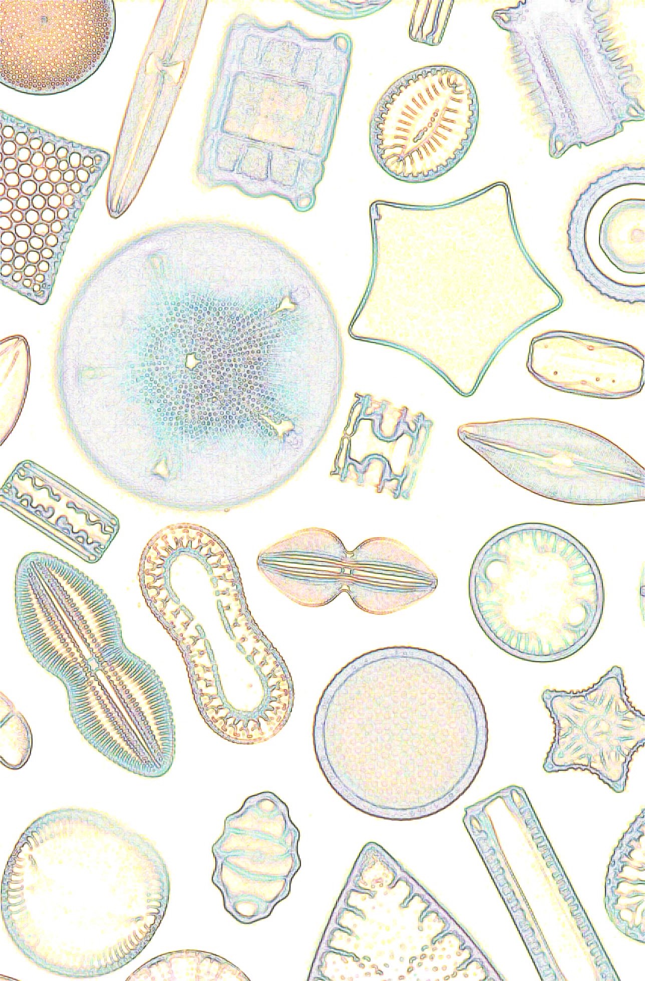 Diatom Herbarium Collections | Research at The Academy of Natural ...